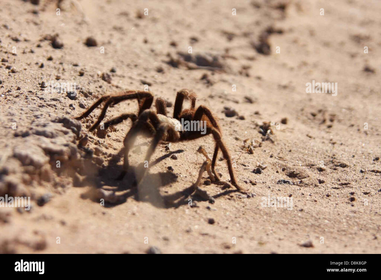 Eight distinct species hi-res stock photography and images - Alamy