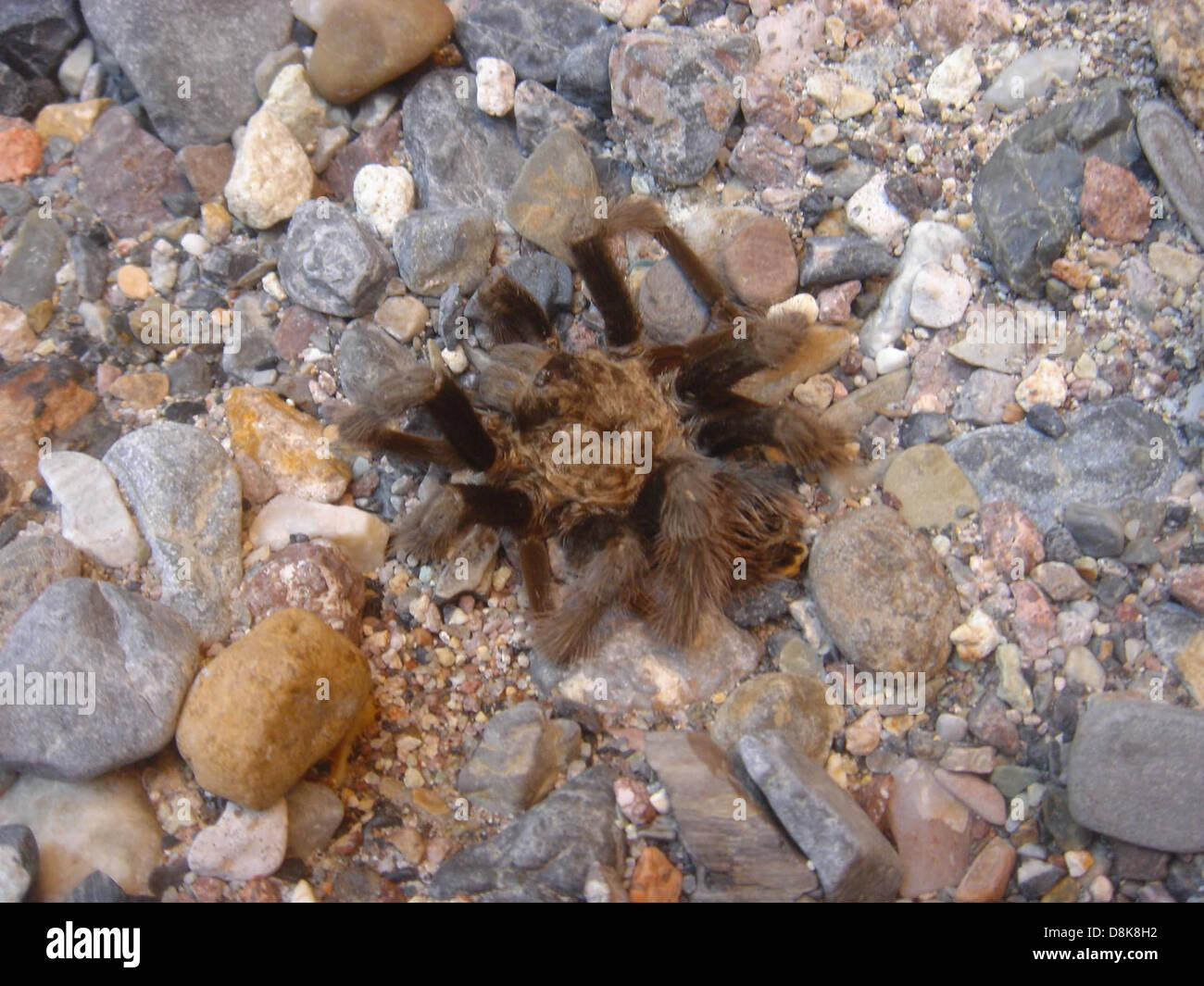 A tarantula spider, known for its large size and distinctive appearance ...