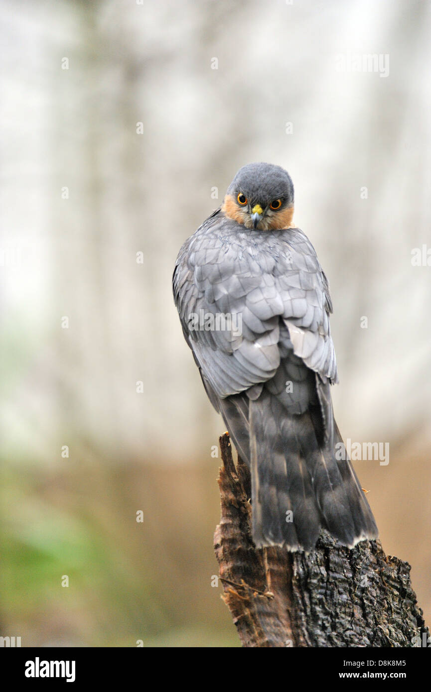 Eurasian sparrowhawk hi-res stock photography and images - Alamy
