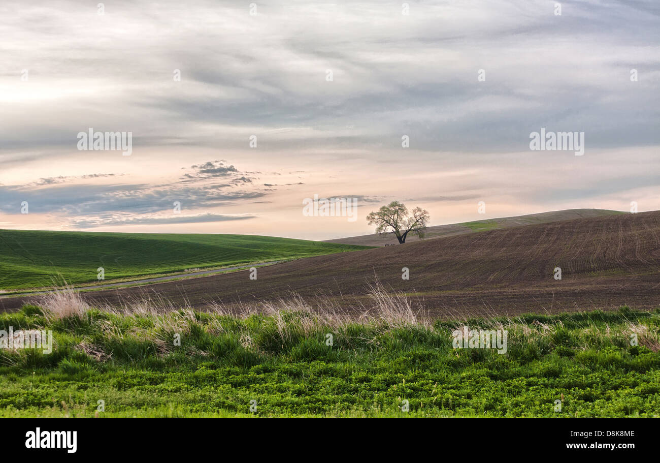 Farm Land, green wheat fields Stock Photo - Alamy