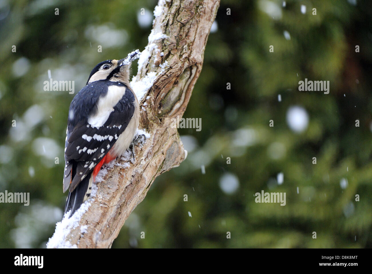 Great Spotted Woodpecker Stock Photo - Alamy