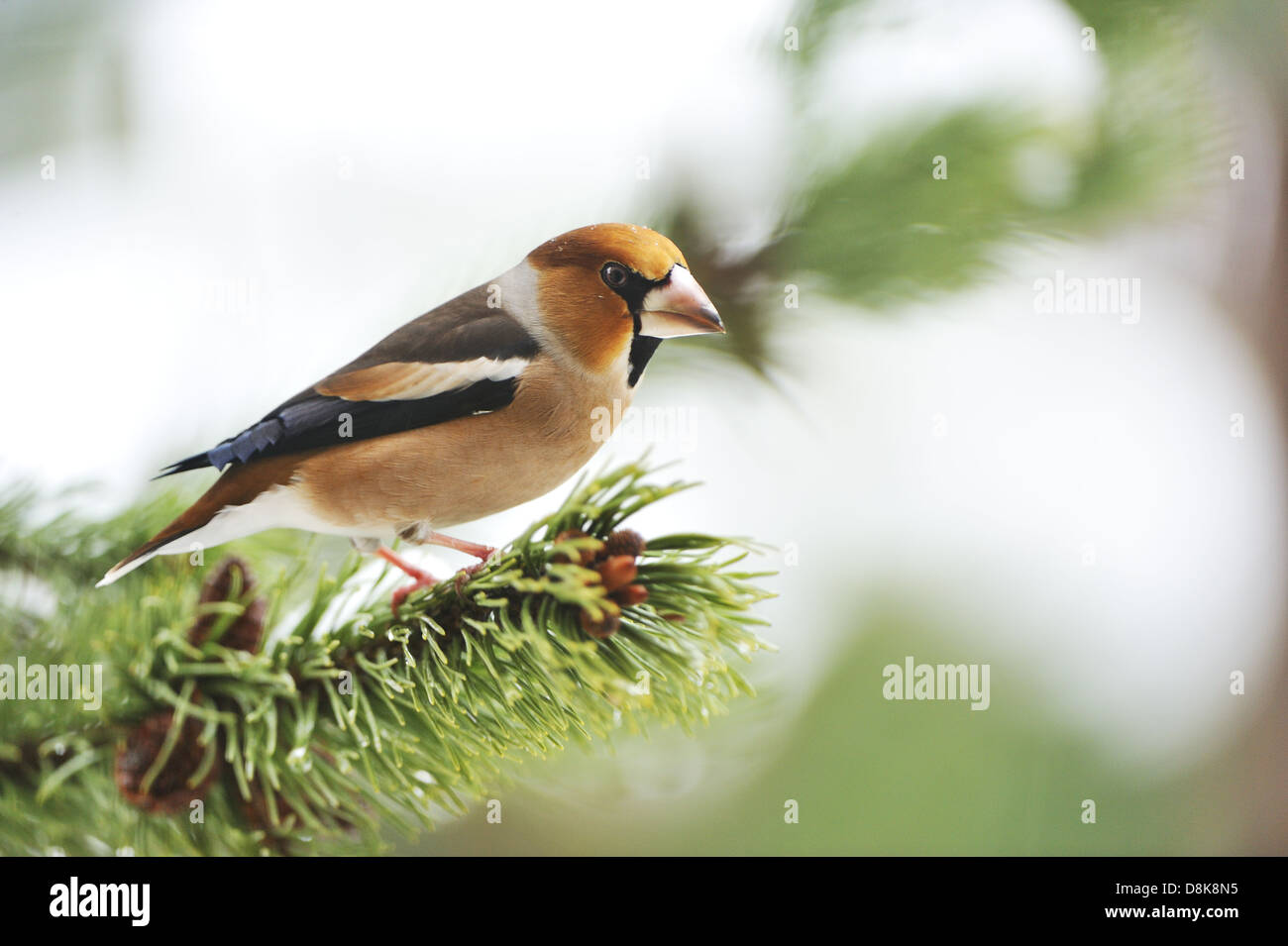 Hawfinch singing hi-res stock photography and images - Alamy