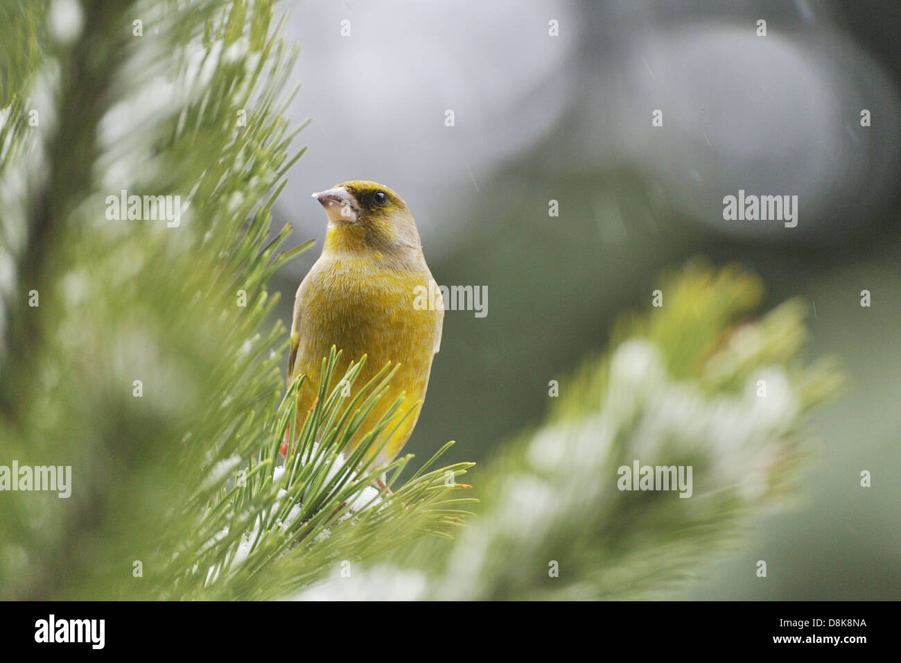 Western greenfinches hi-res stock photography and images - Alamy