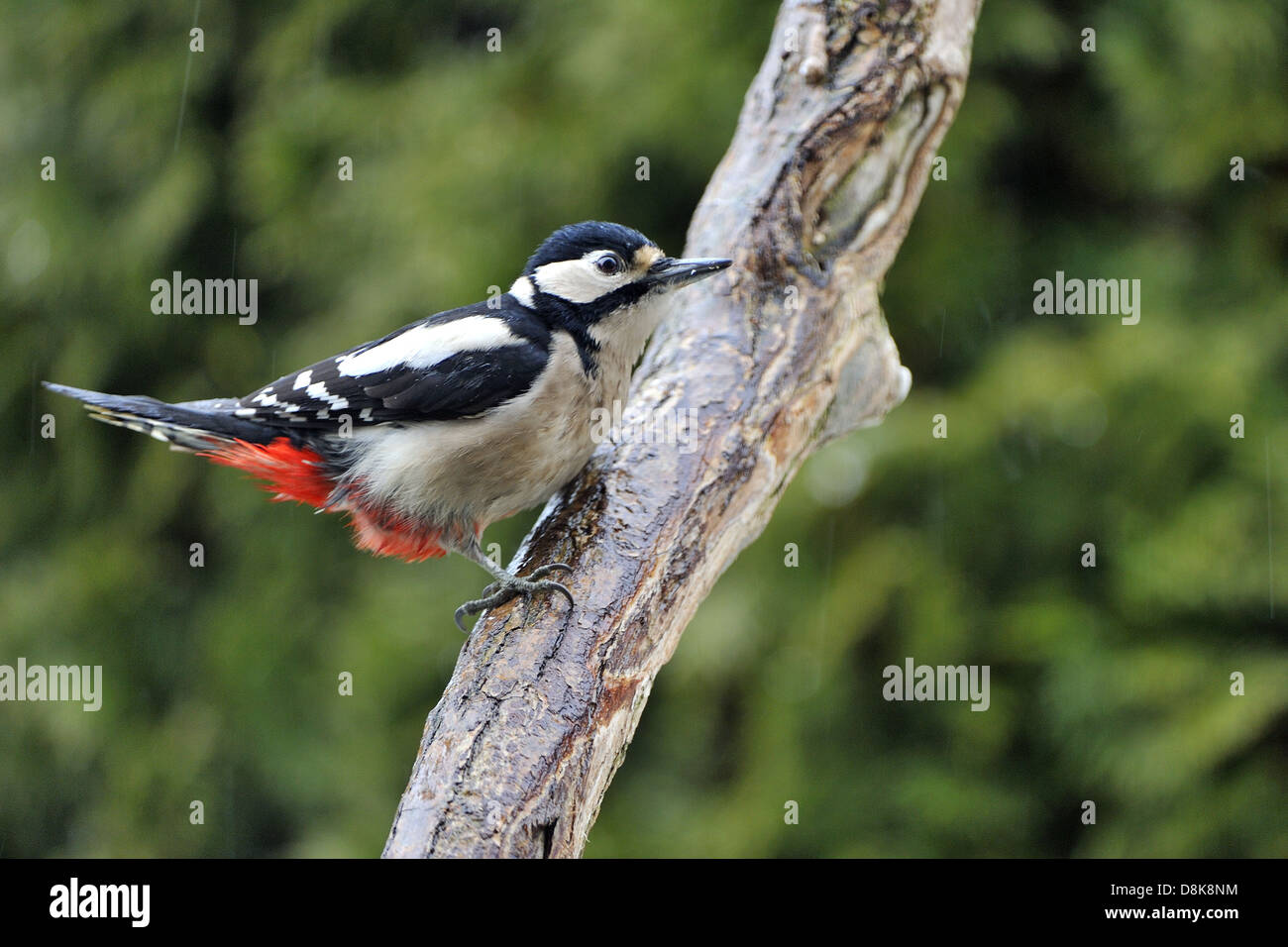 Grosse buntspechte hi-res stock photography and images - Alamy