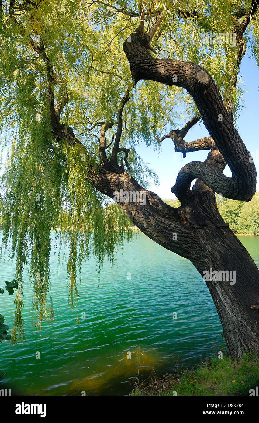 Salix babylonica hi-res stock photography and images - Alamy