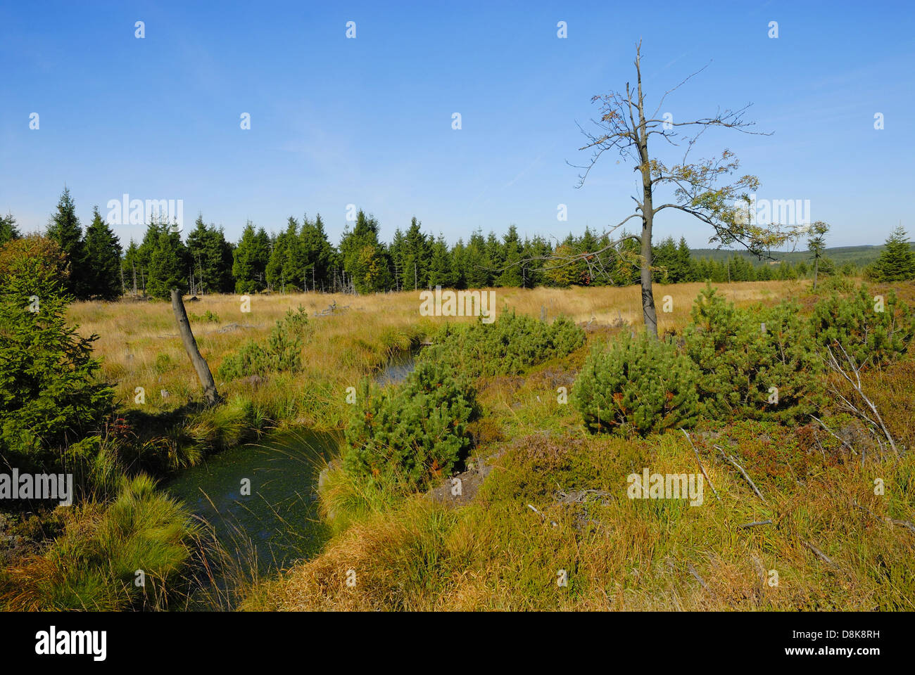 Hochmoor saxony hi-res stock photography and images - Alamy