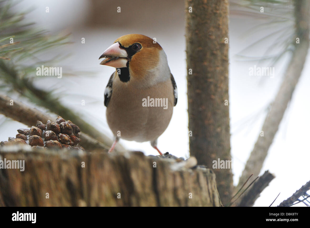 Hawfinch singing hi-res stock photography and images - Alamy