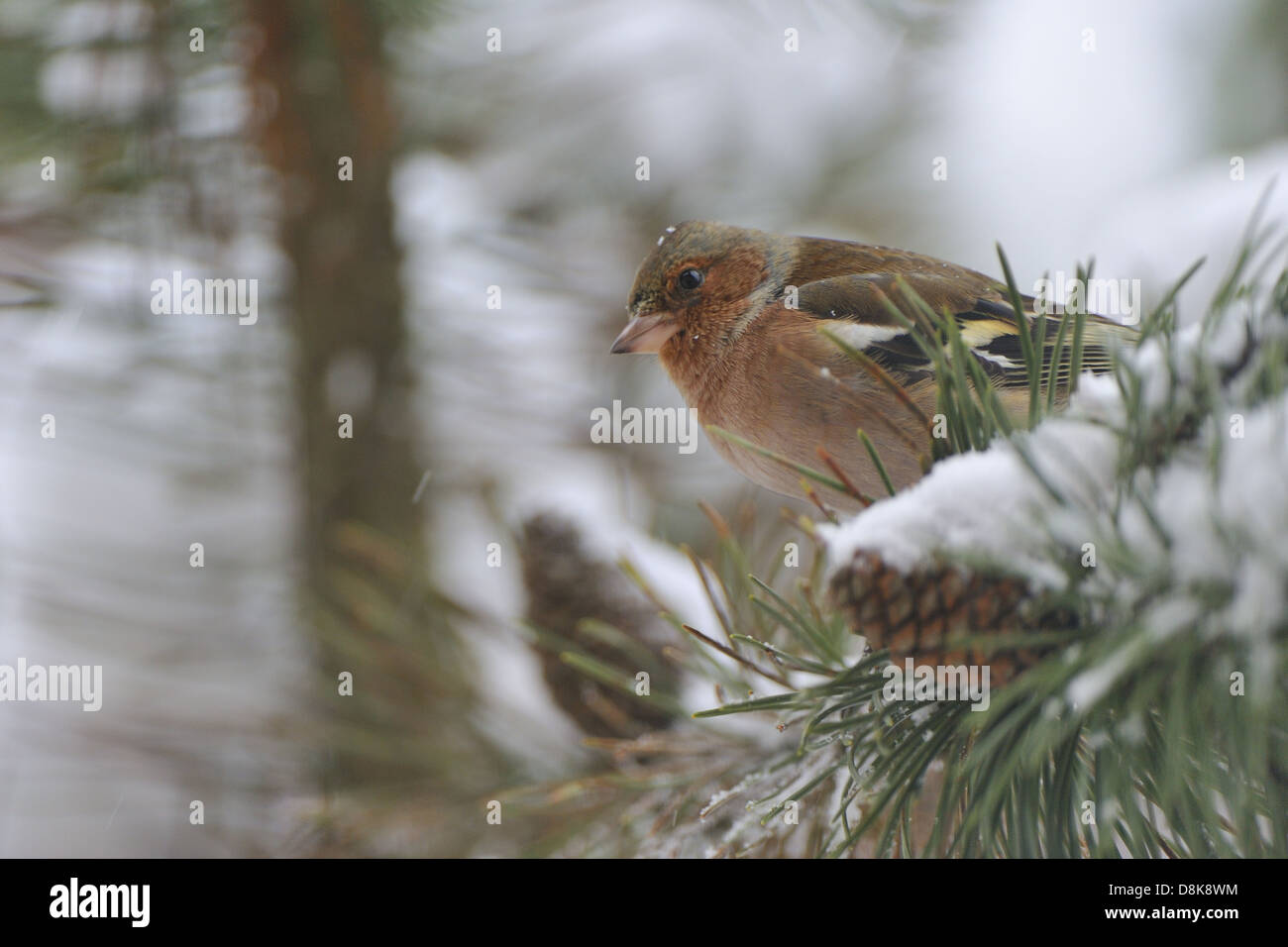 Common finches hi-res stock photography and images - Alamy