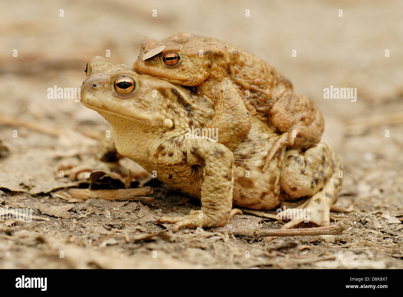 Common toads hi-res stock photography and images - Alamy