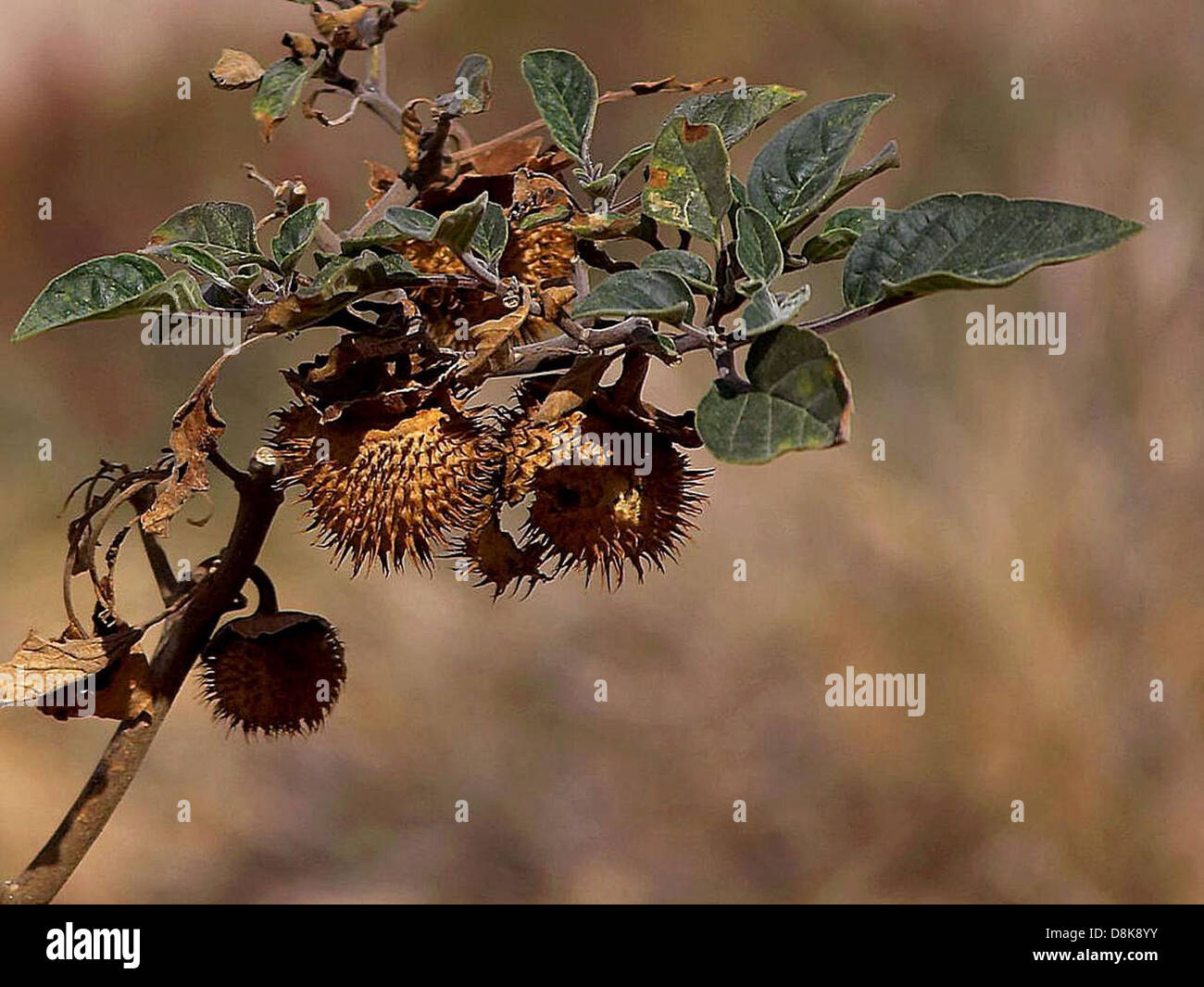 Seed dispersal by animals hi-res stock photography and images - Alamy