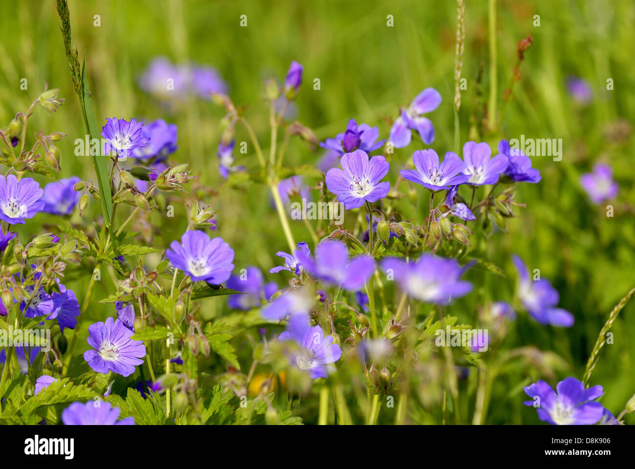 Alone linum hi-res stock photography and images - Alamy