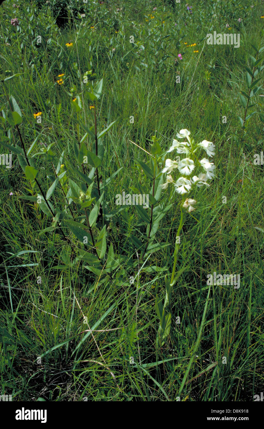 A white orchid from a threatened species blooms on its stem, surrounded ...