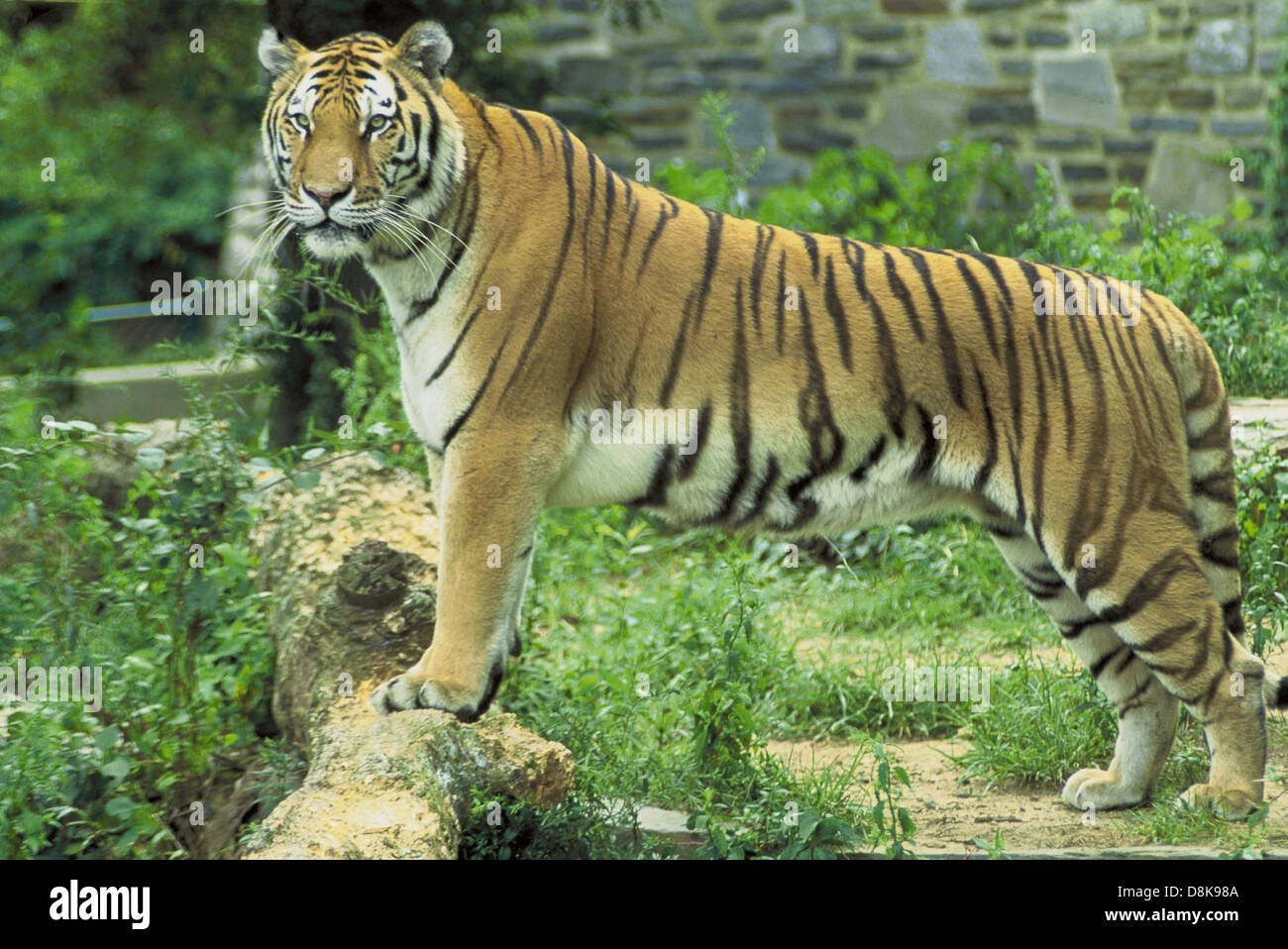 Tigers coat hi-res stock photography and images - Alamy