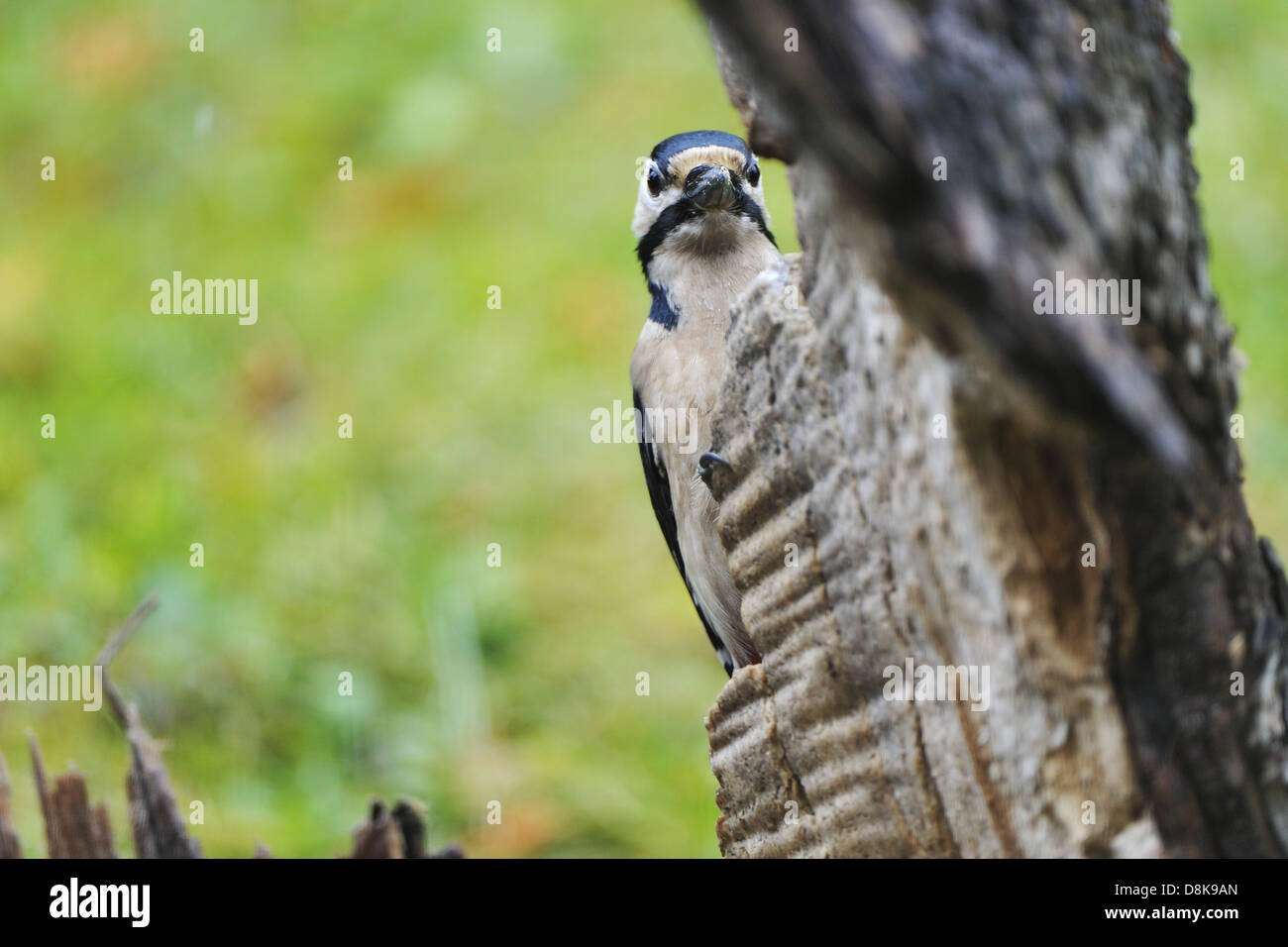 Great Spotted Woodpecker Stock Photo - Alamy