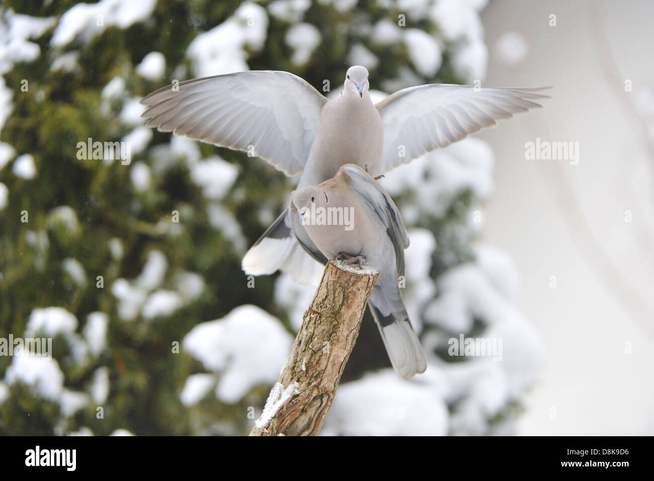 Collared dove snow winter hi-res stock photography and images - Alamy
