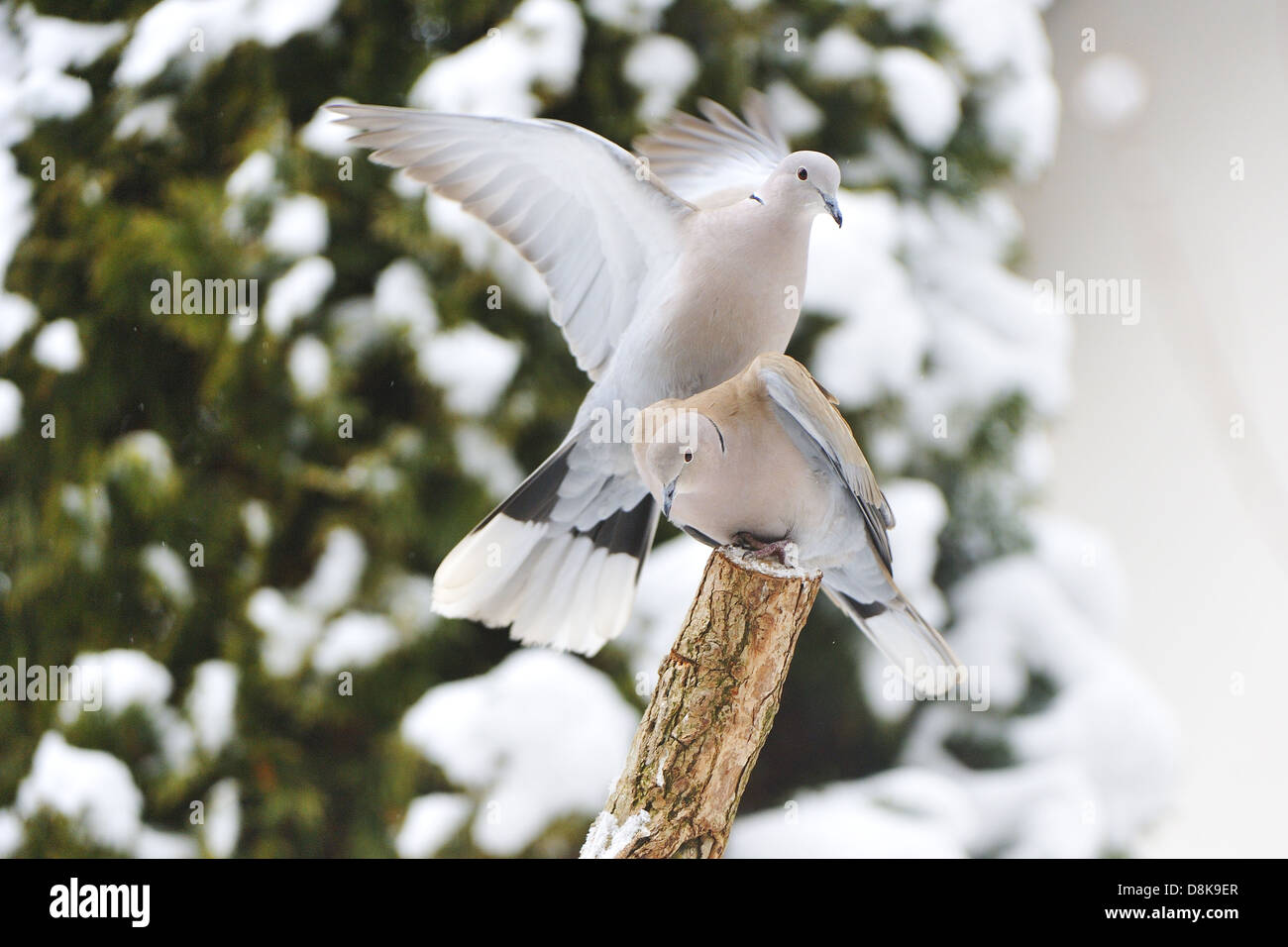 Landing dove hi-res stock photography and images - Alamy