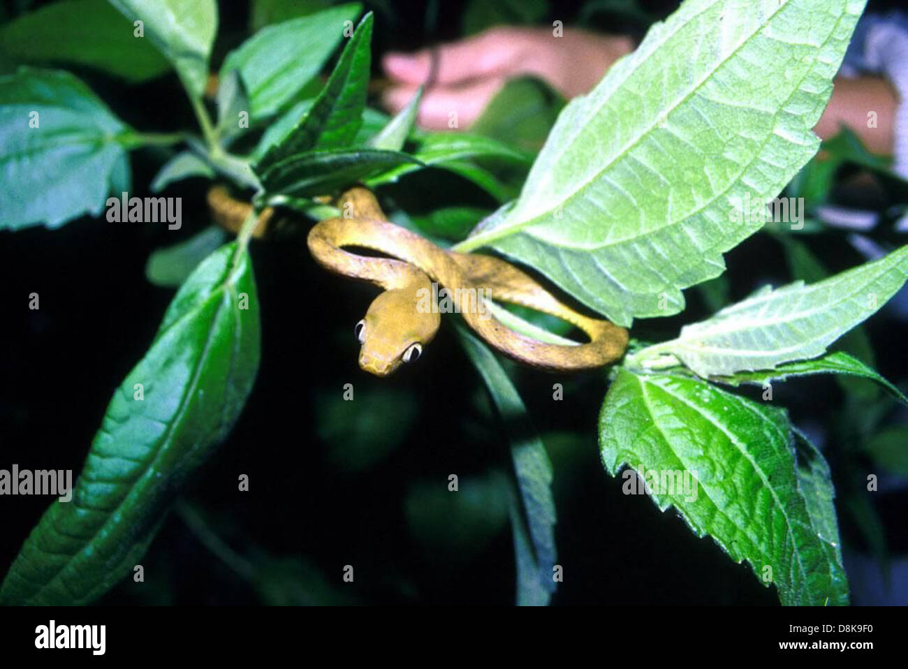 A tree snake is seen resting on a branch. The snake’s elongated body ...