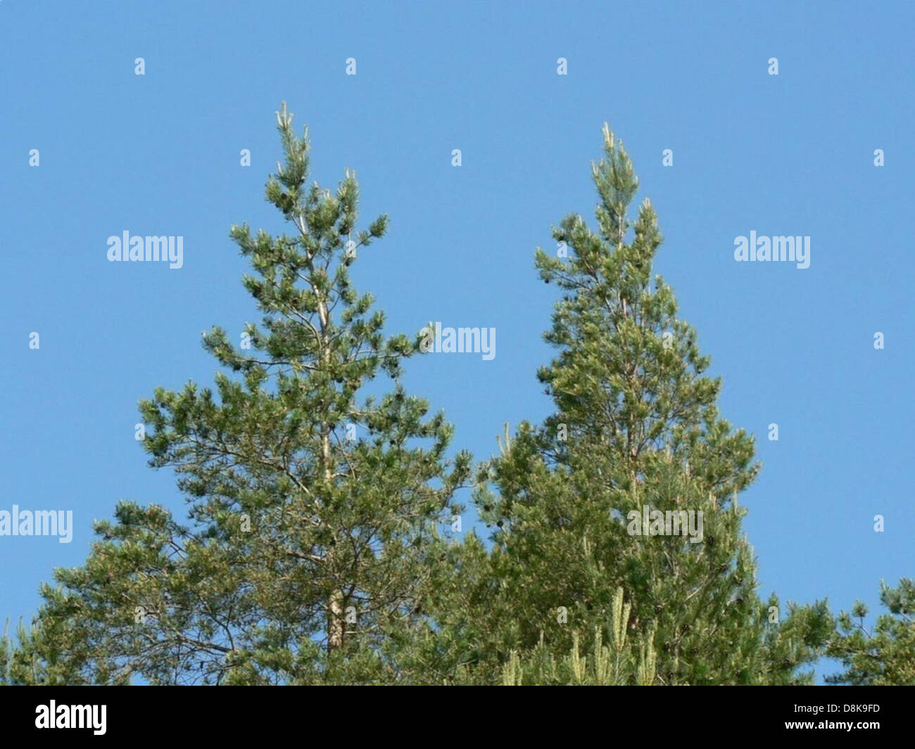 This image captures the tops of trees, showing the highest points of ...