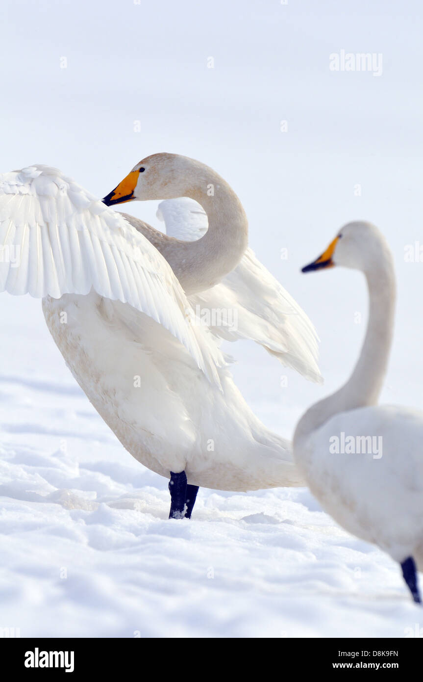 Swan gans hi-res stock photography and images - Alamy