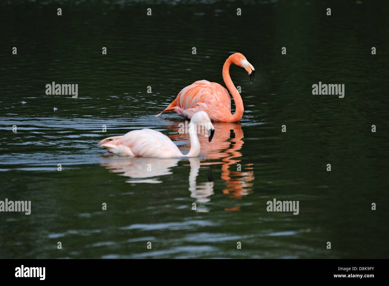 Flamingos in a lake in Slottsskogen park, Gothenburg, Sweden Stock ...