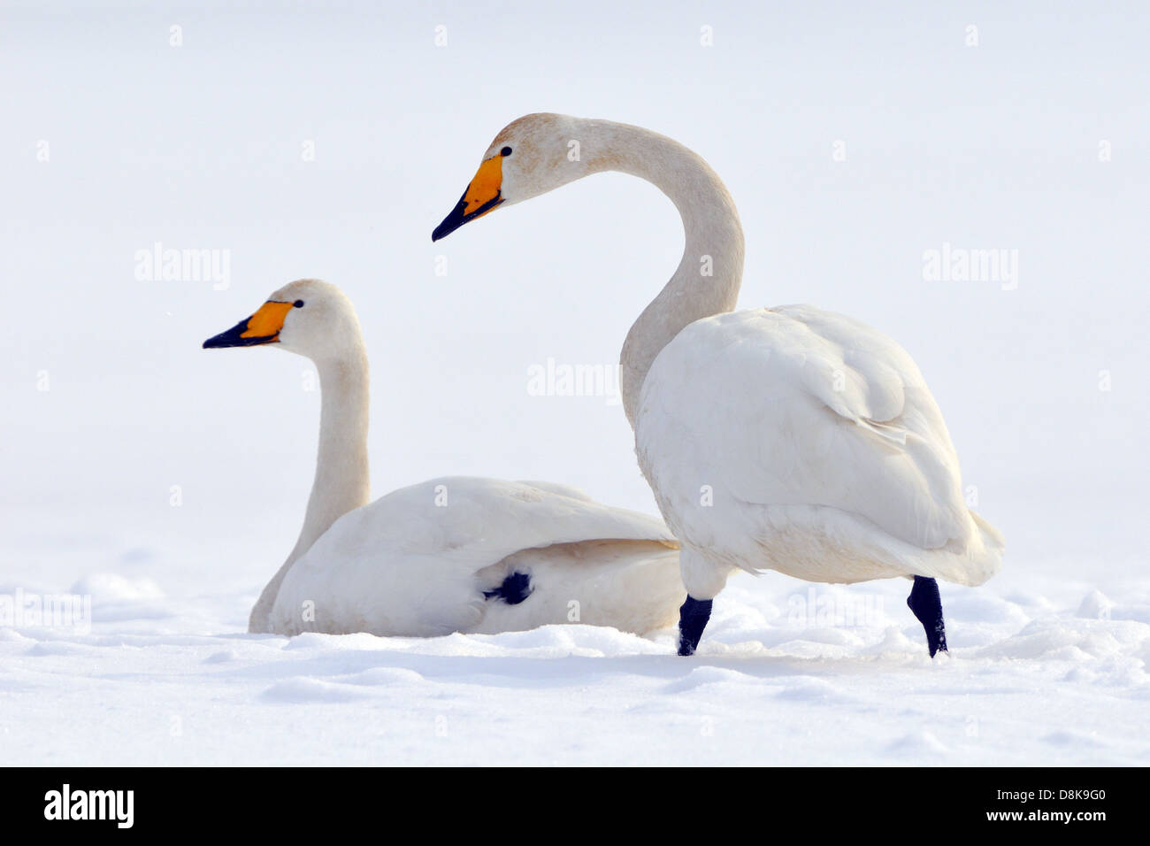 Swan gans hi-res stock photography and images - Alamy