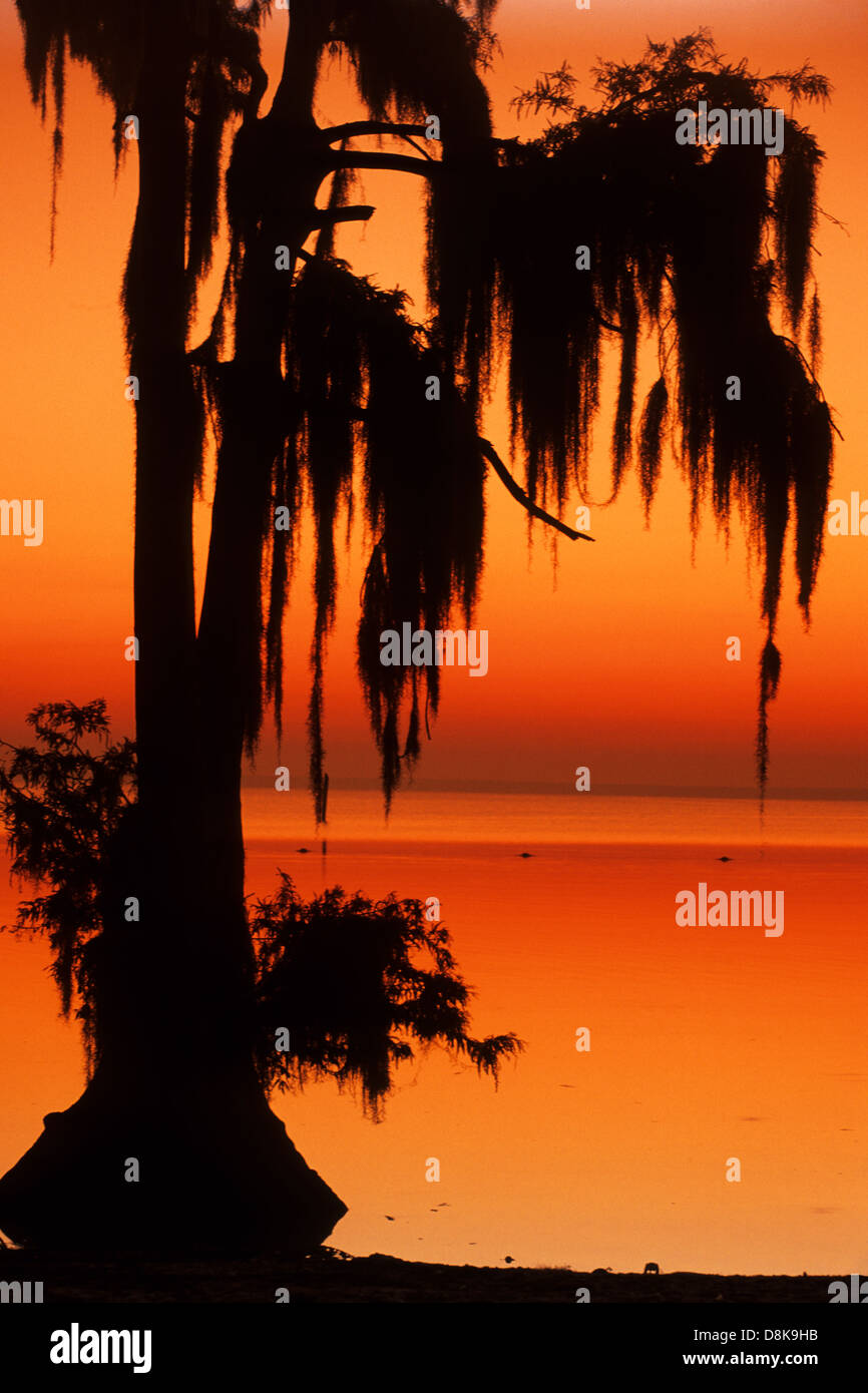 Elk283-4510v Louisiana, Cajun Country, Morgan City, Lake Palourde ...