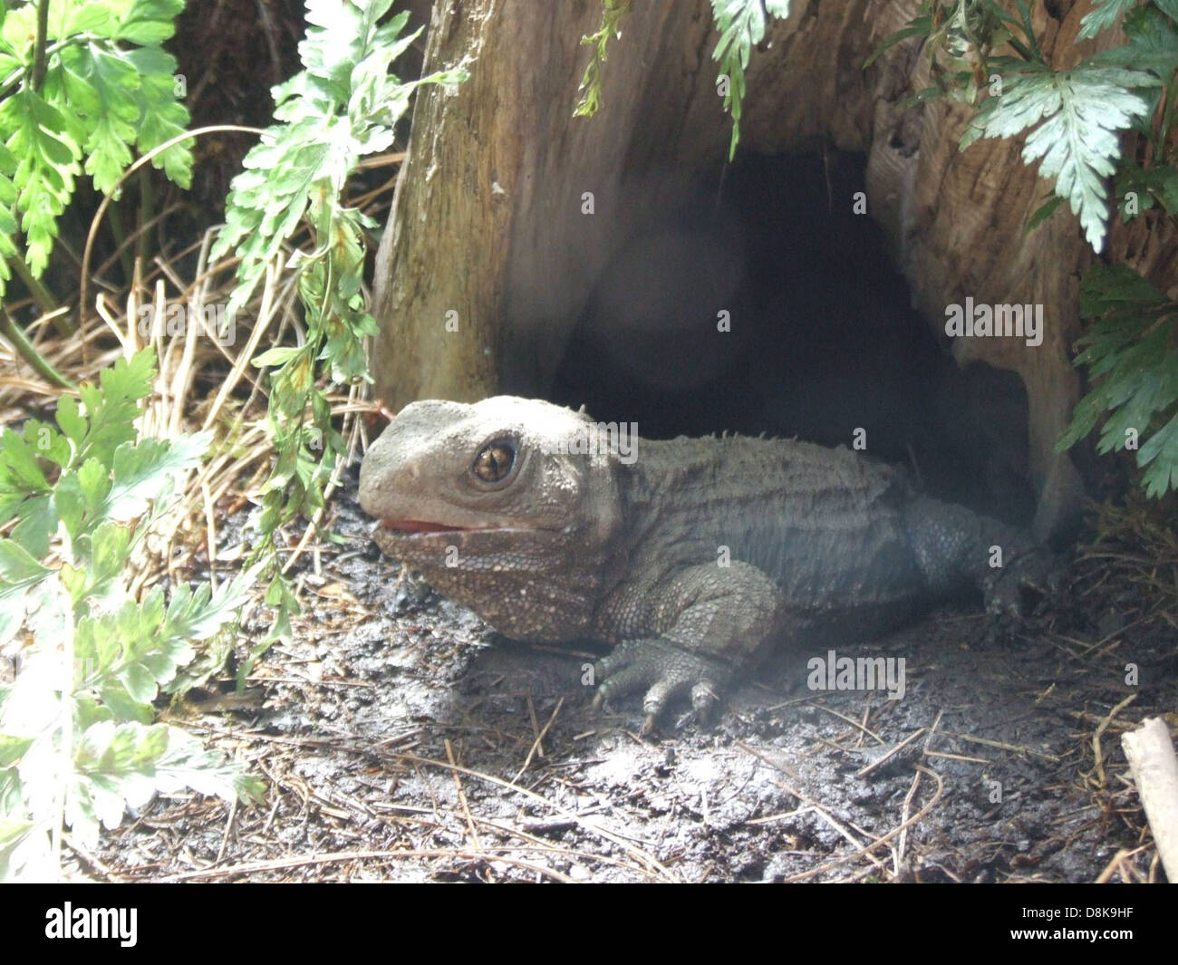 A close-up image of a Tuatara, a reptile endemic to New Zealand. Its ...