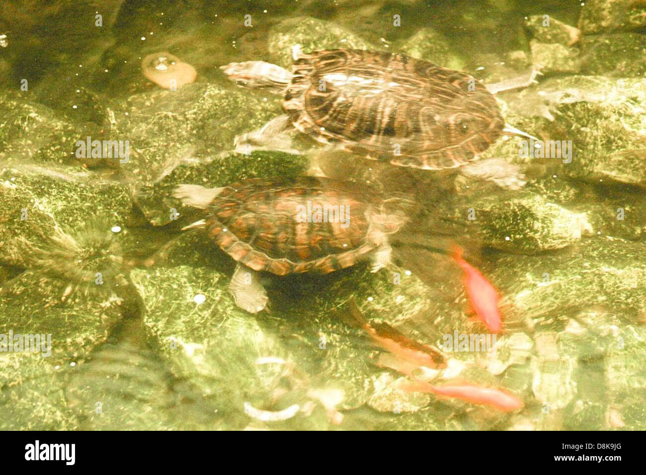 A turtle swimming gracefully underwater, showcasing its streamlined ...