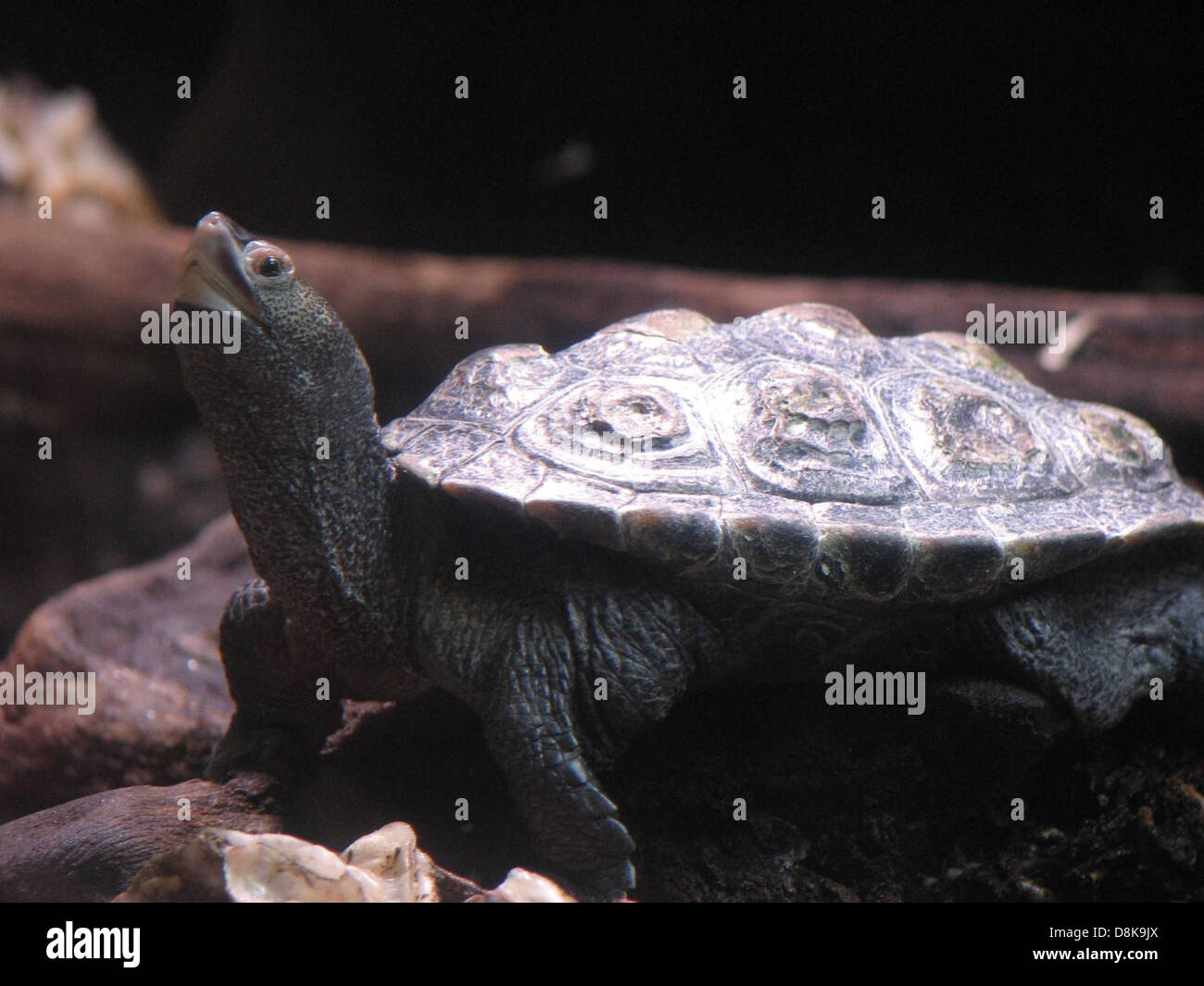A turtle inside a terrarium, showcasing its natural habitat with soil ...
