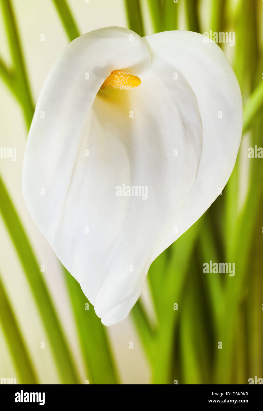 Bunch of Cala Lilies Stock Photo - Alamy