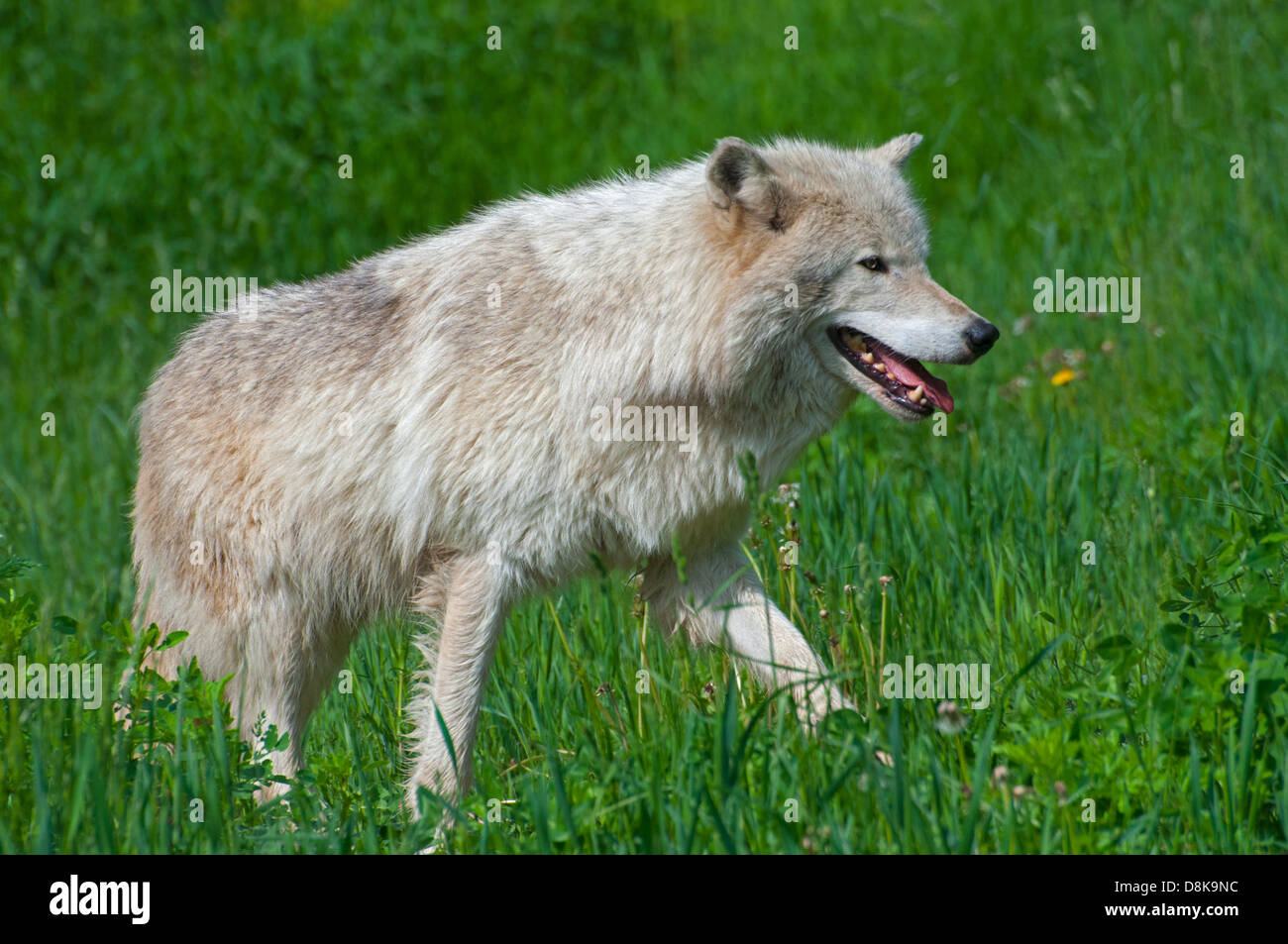 A Timber Wolf in spring Stock Photo - Alamy