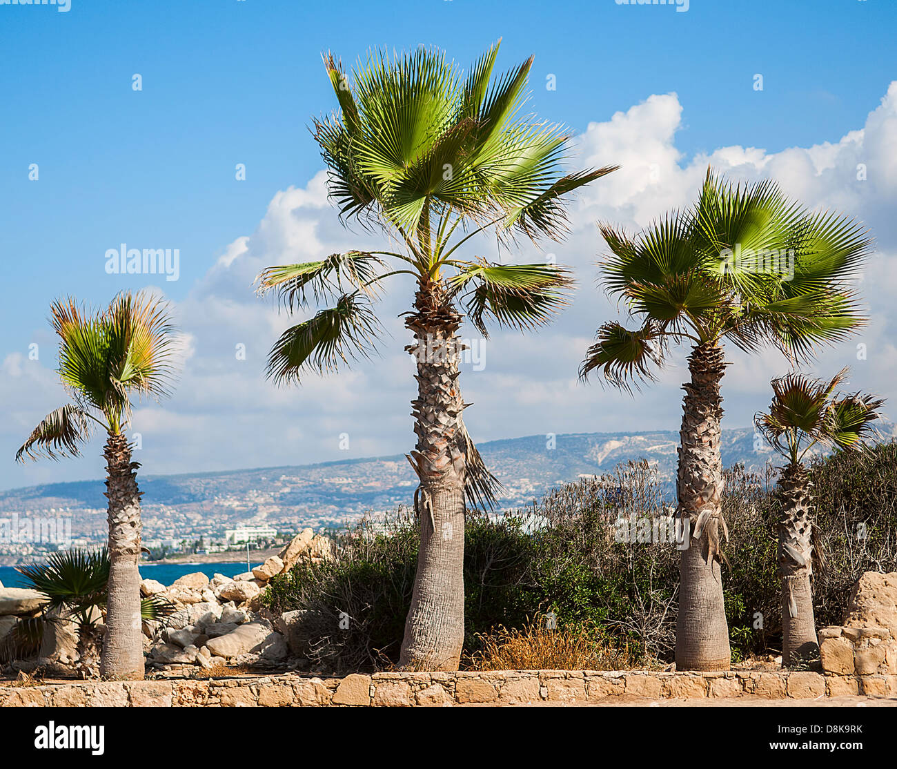 Palm tree landscape Stock Photo - Alamy
