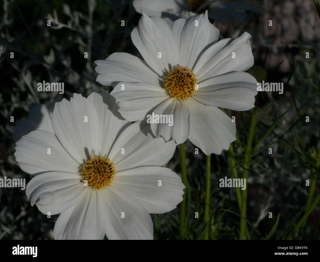 A close-up of two daisy plants, displaying the delicate white petals ...