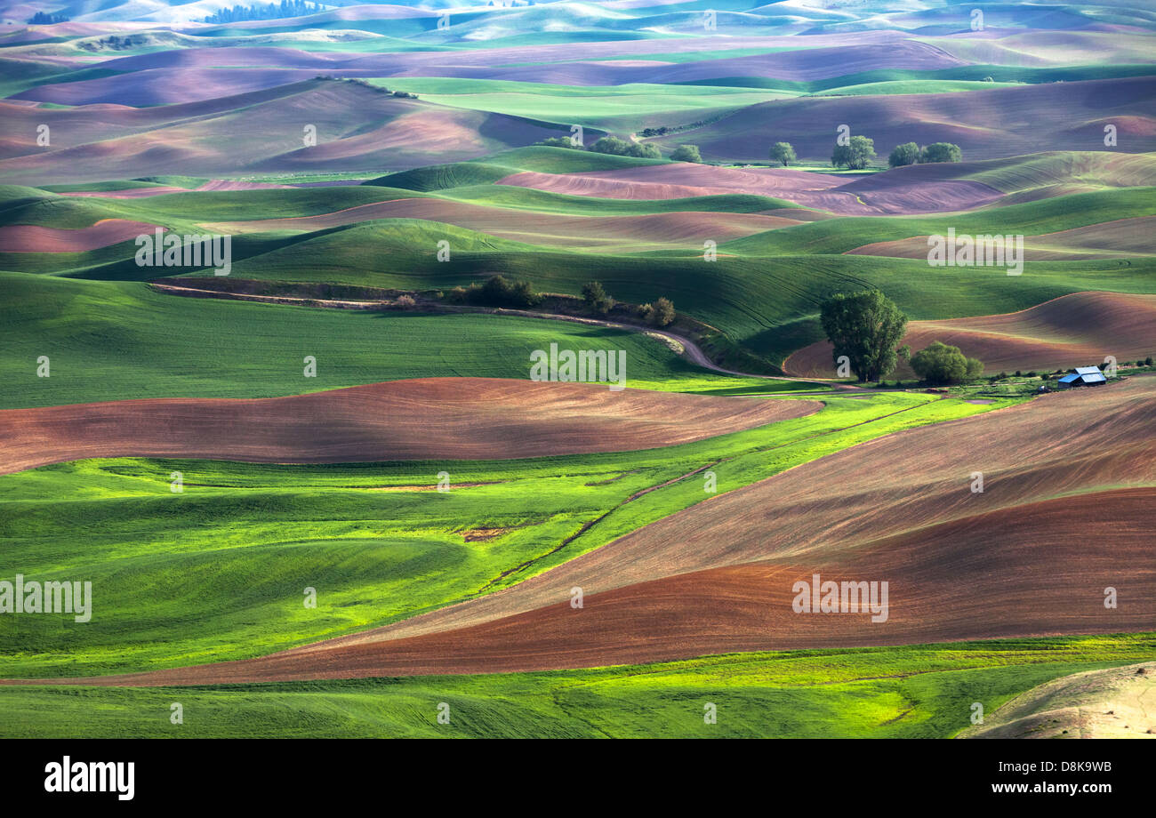 rolling hill and Farm Land, green wheat fields Stock Photo - Alamy