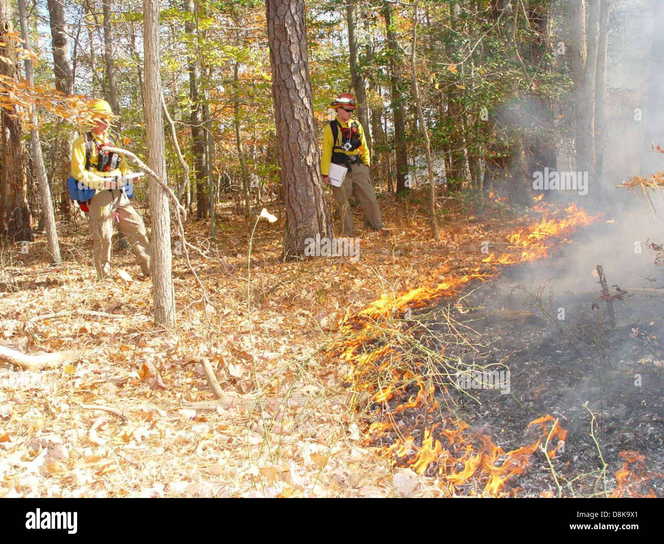 Woodland management team hi-res stock photography and images - Alamy