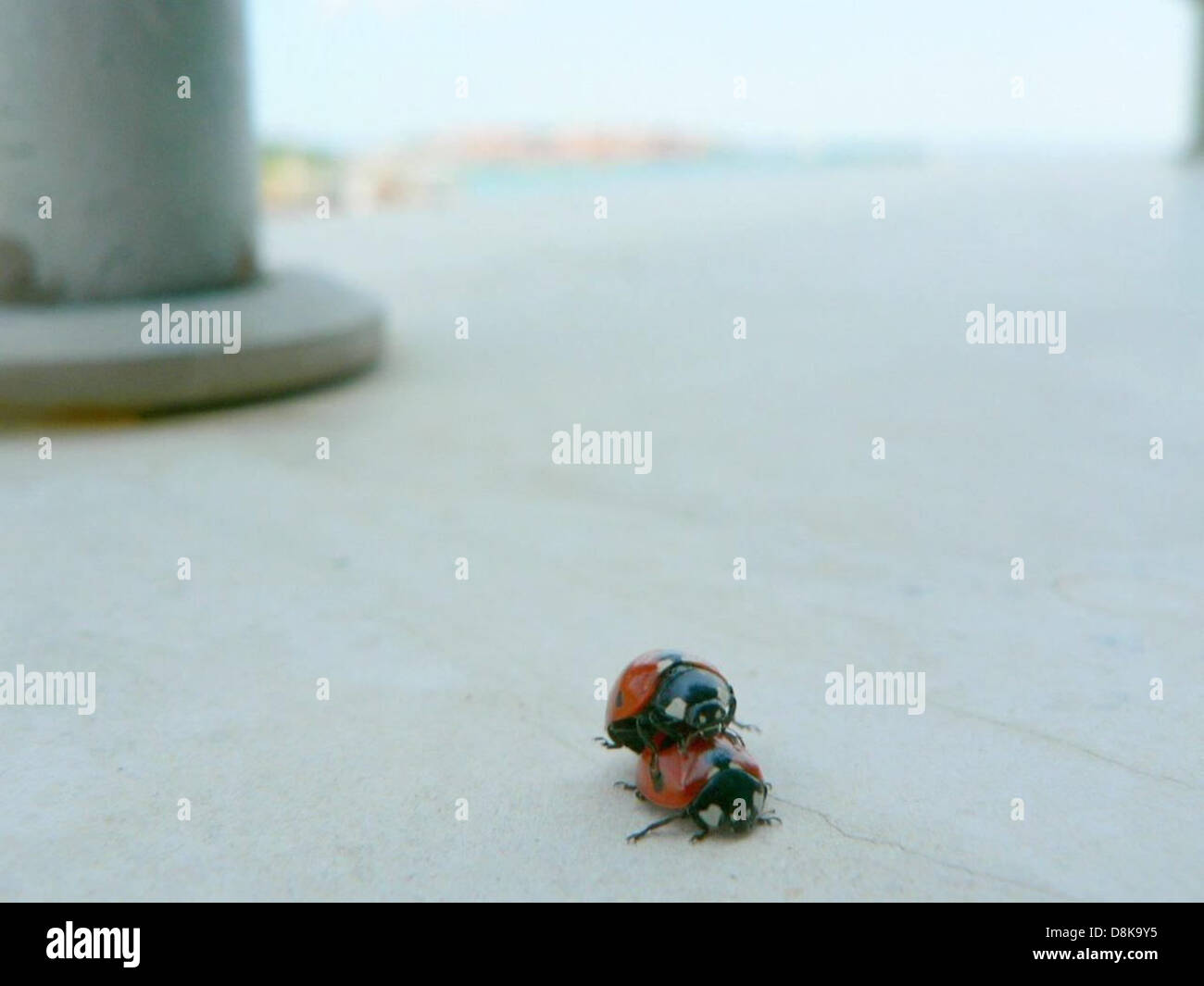 Two ladybugs are captured in a close-up shot, showcasing their ...