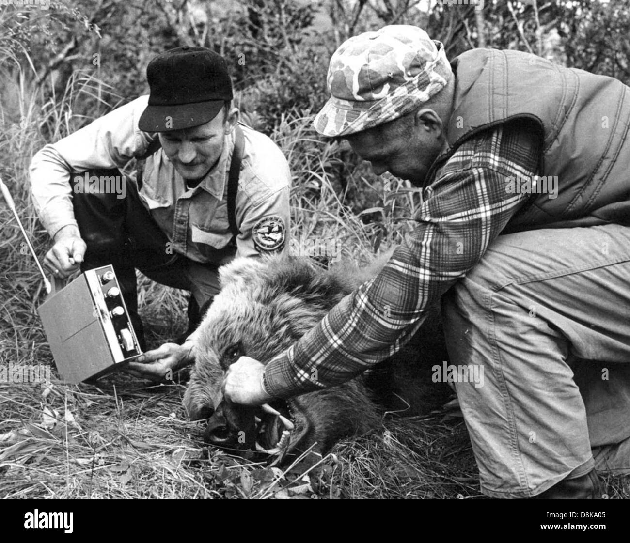 Two men are observing a brown bear fitted with a radio telemetry device ...