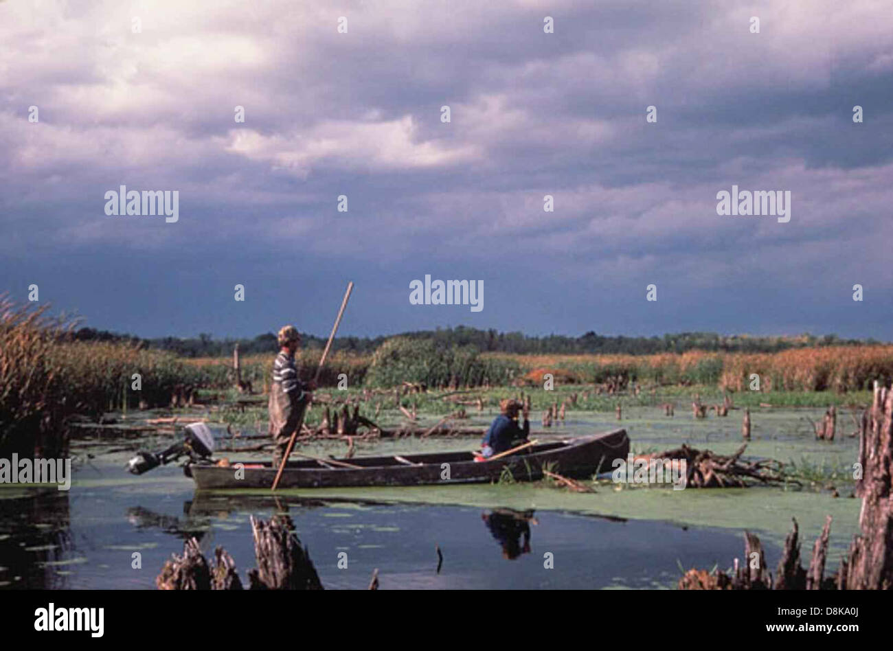 Two men observe waterfowl in a swamp from a boat. This scene highlights ...