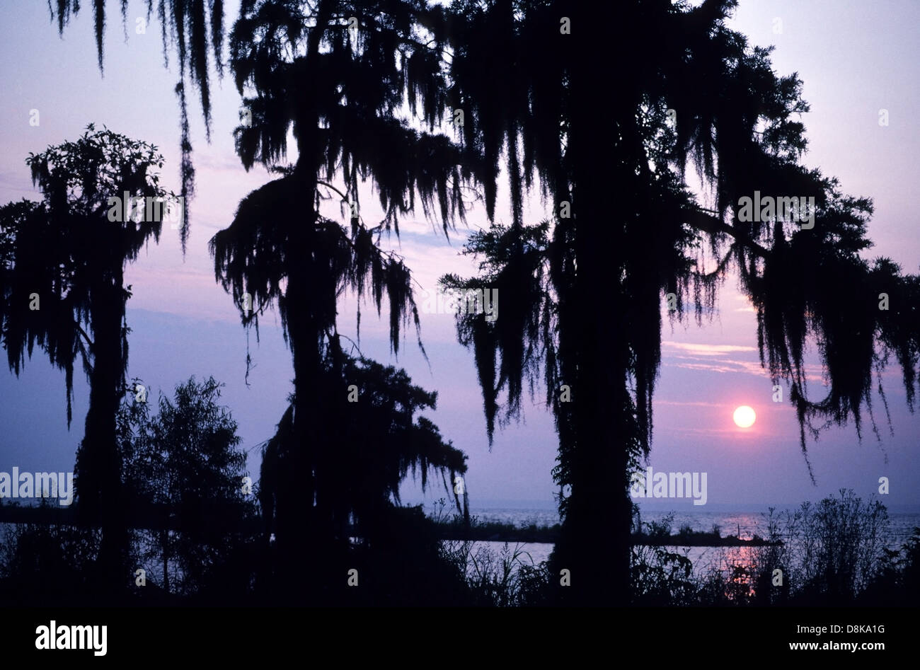 Elk283-4530 Louisiana, Cajun Country, Morgan City, Lake Palourde ...