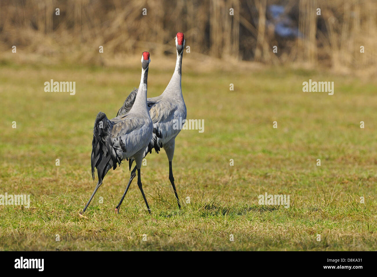 Kranic hi-res stock photography and images - Alamy