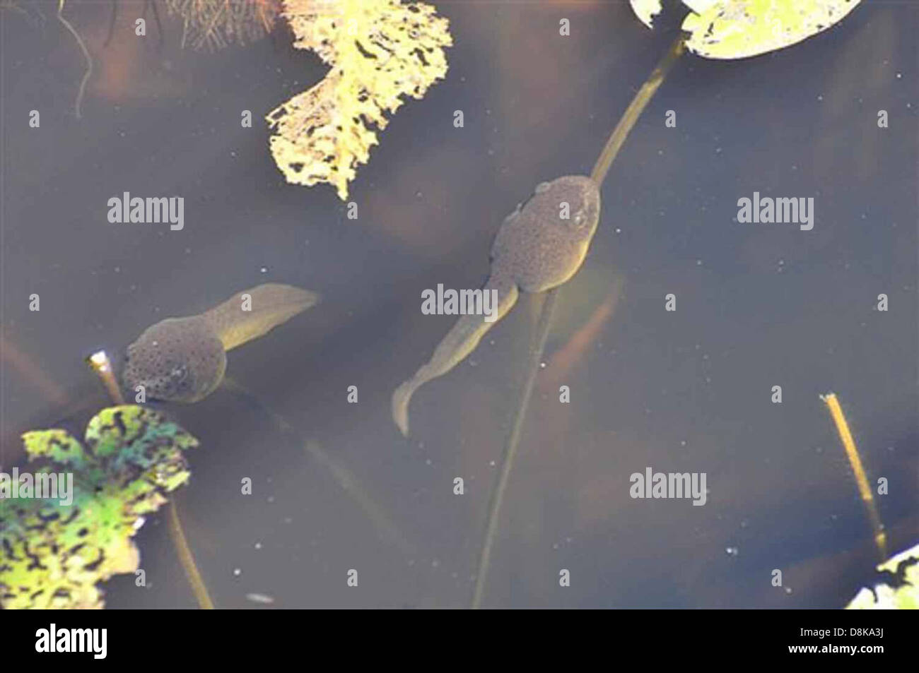 Frog life cycle hi-res stock photography and images - Alamy