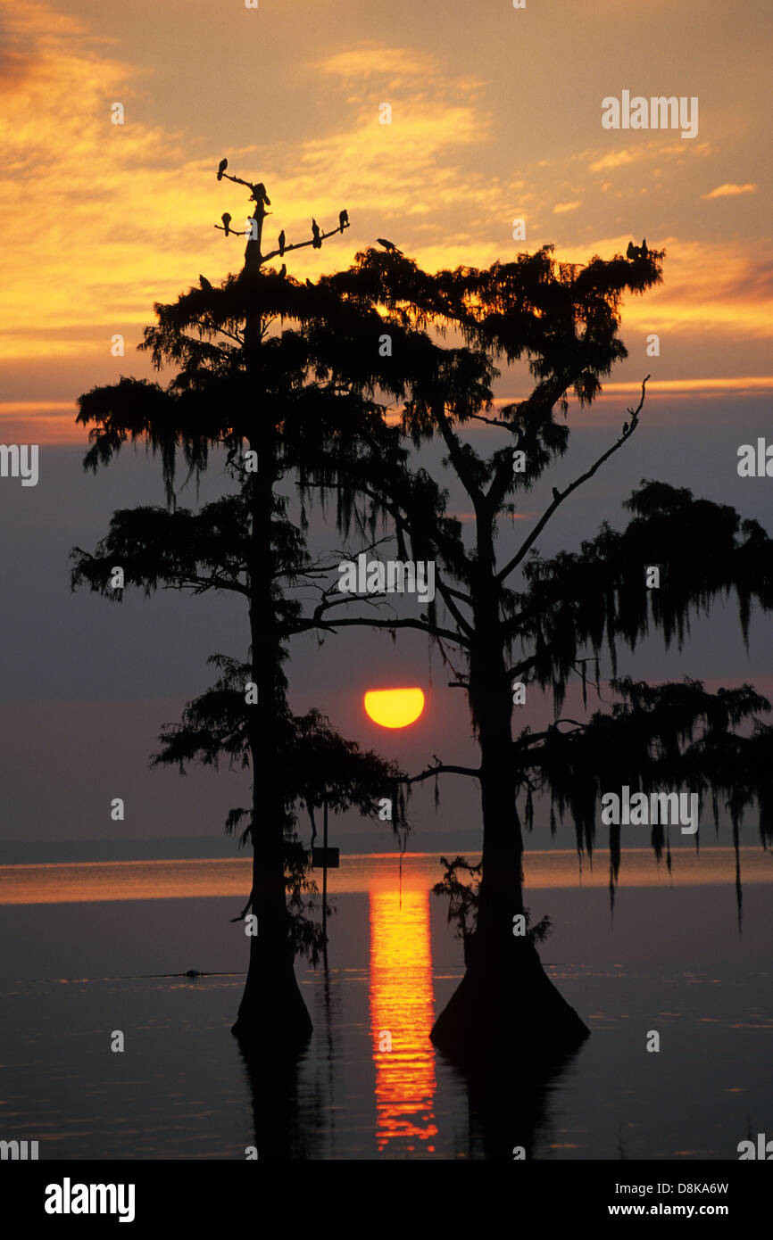 Elk283-4543v Louisiana, Cajun Country, Morgan City, Lake Palourde ...