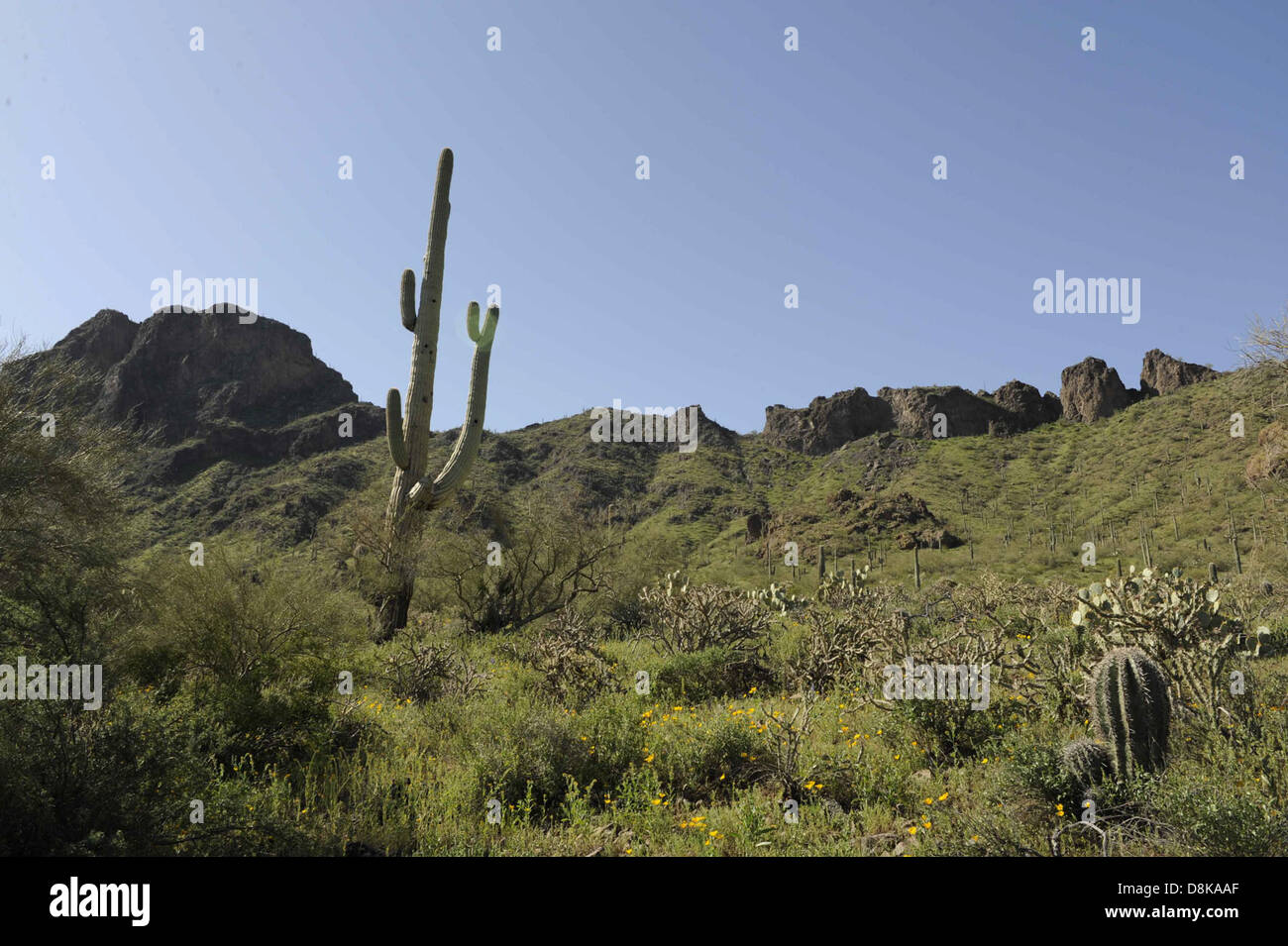 Cabeza prieta wildlife refuge hi-res stock photography and images - Alamy