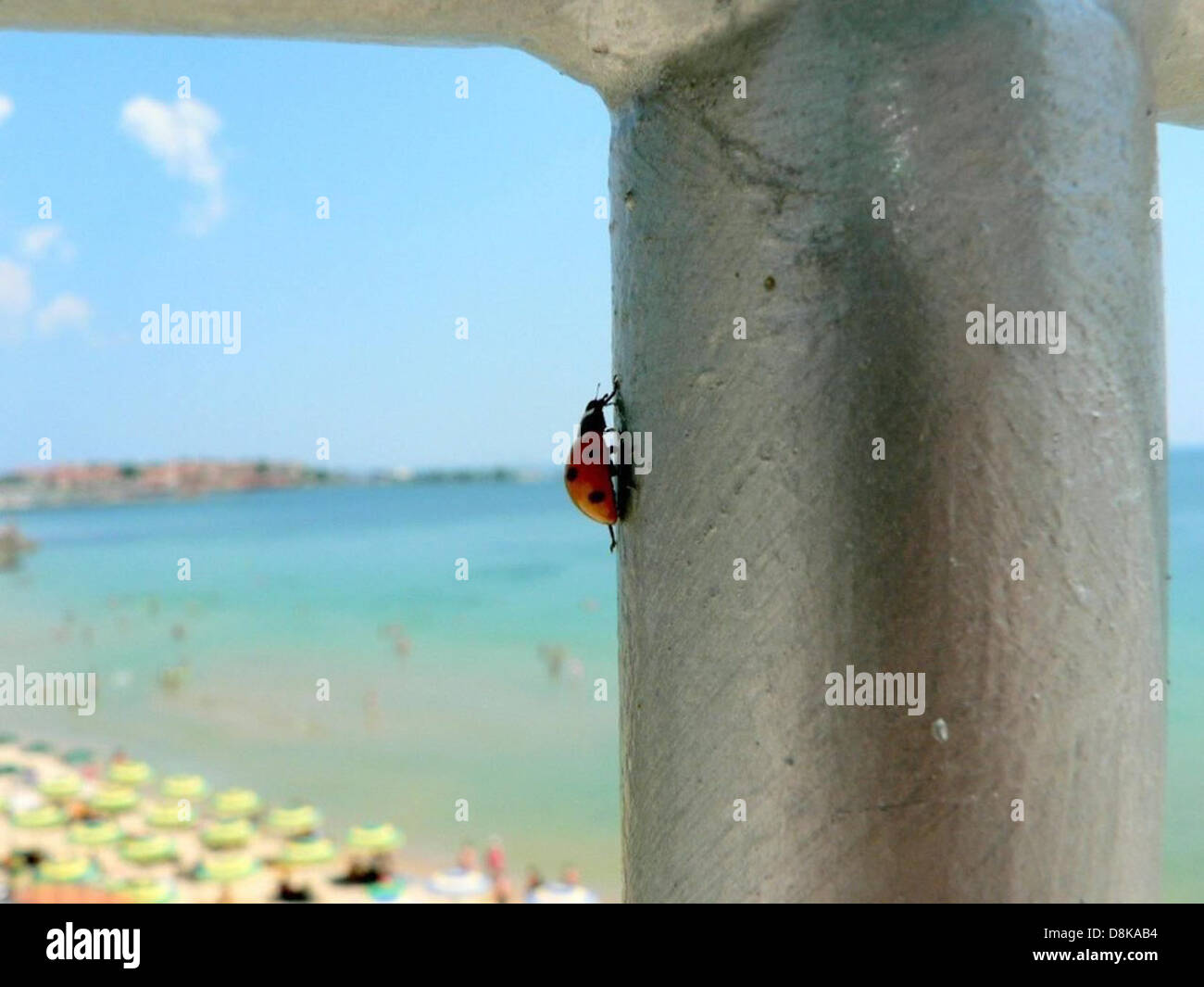 A vertical close-up shot of a ladybug perched on a surface. Its red ...