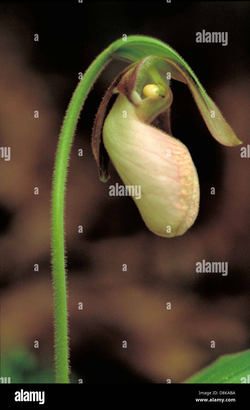 The pink and white flowers of the lady slipper orchid (Cypripedium ...