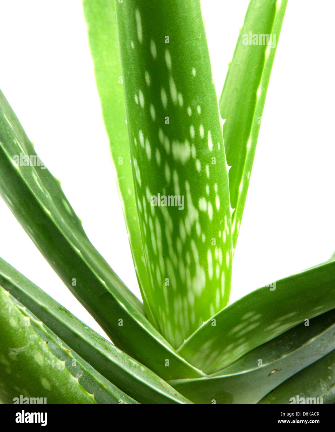 Aloe vera plant isolated on white Stock Photo - Alamy