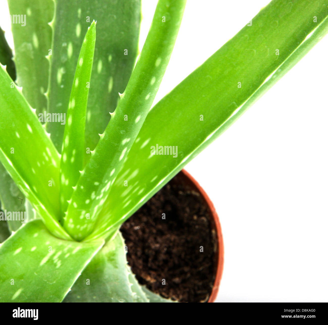 Aloe vera plant isolated on white Stock Photo - Alamy