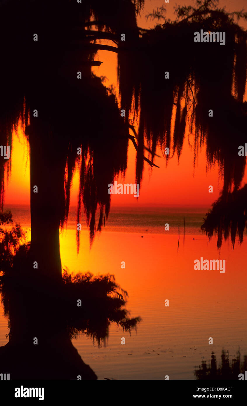 Elk283-4566v Louisiana, Cajun Country, Morgan City, Lake Palourde ...