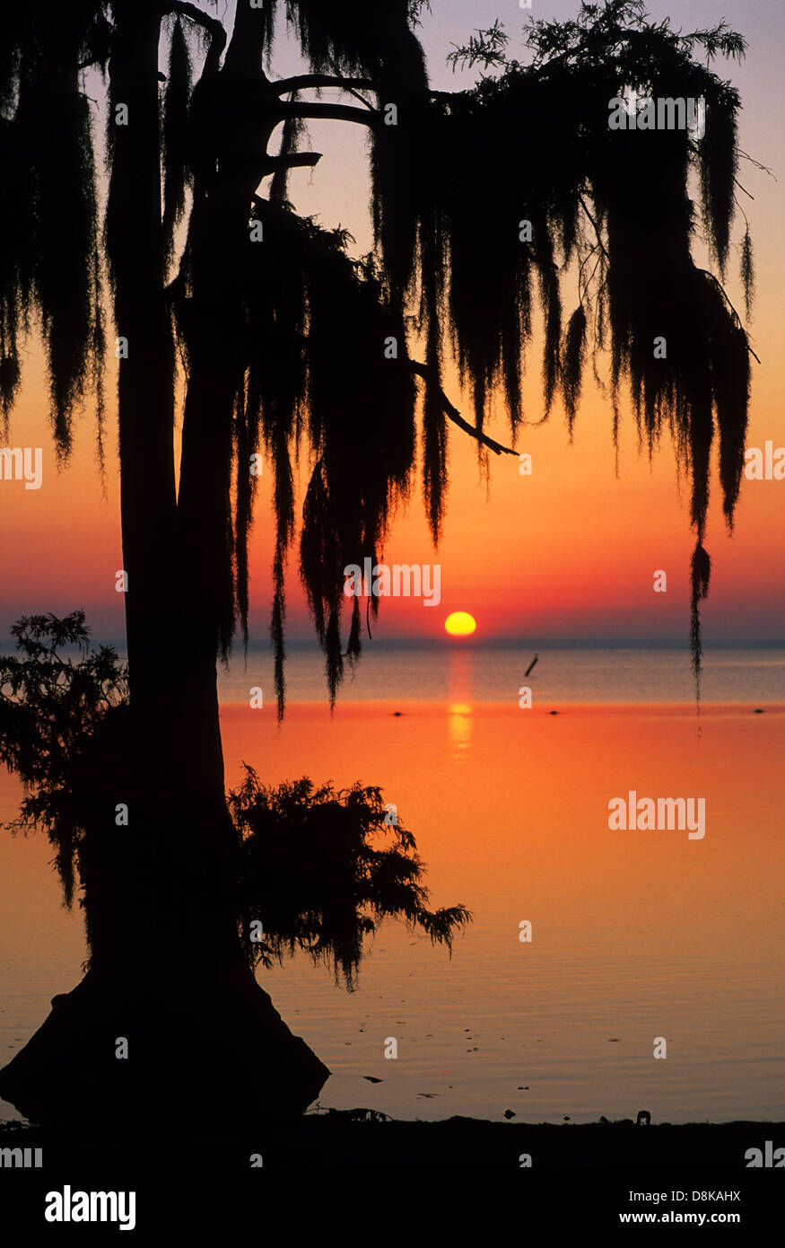Spanish moss hi-res stock photography and images - Alamy