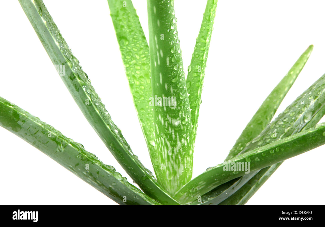 Aloe images hi-res stock photography and images - Alamy
